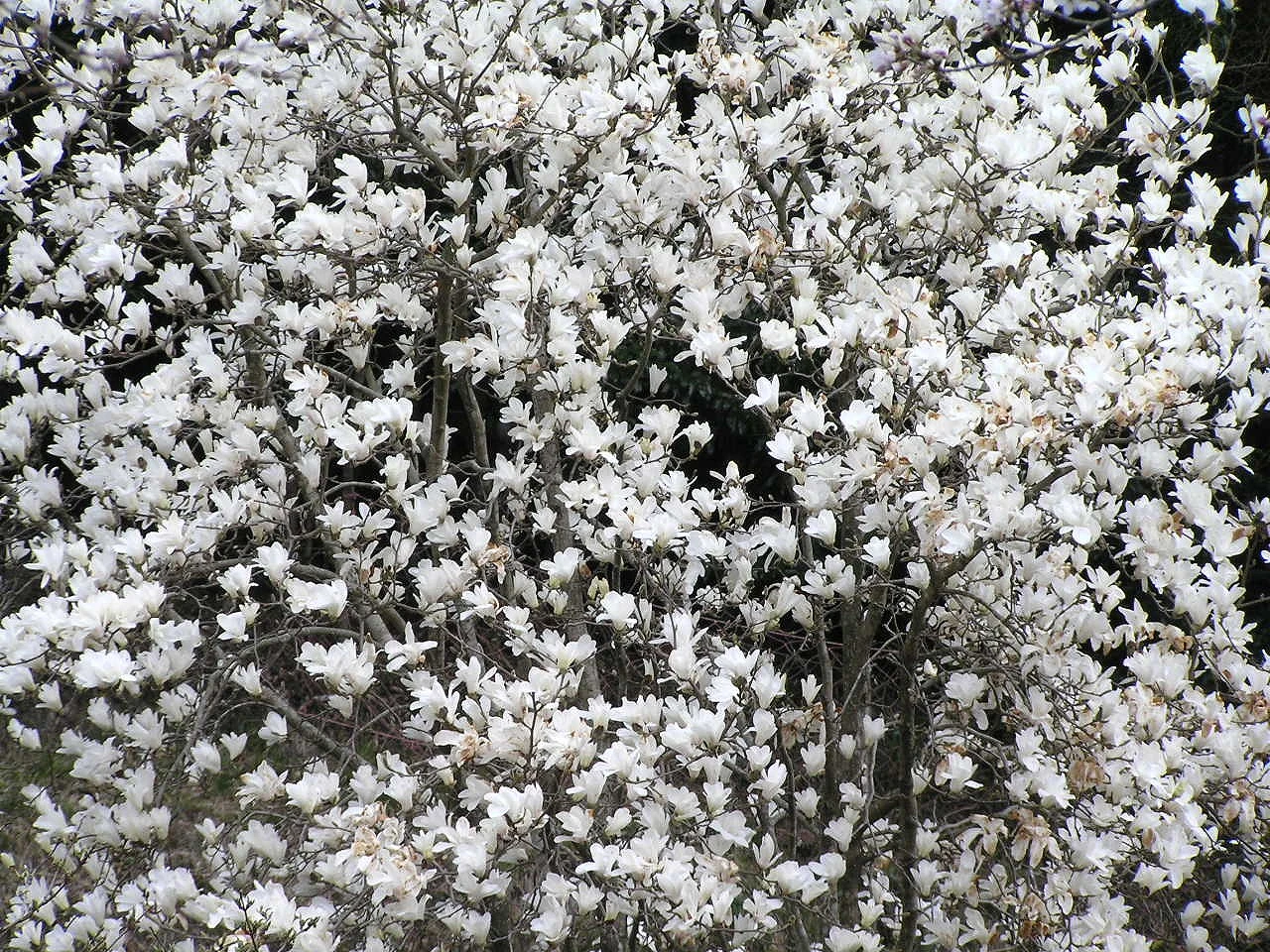 Magnoliopsida | Plants Wiki | FANDOM powered by Wikia