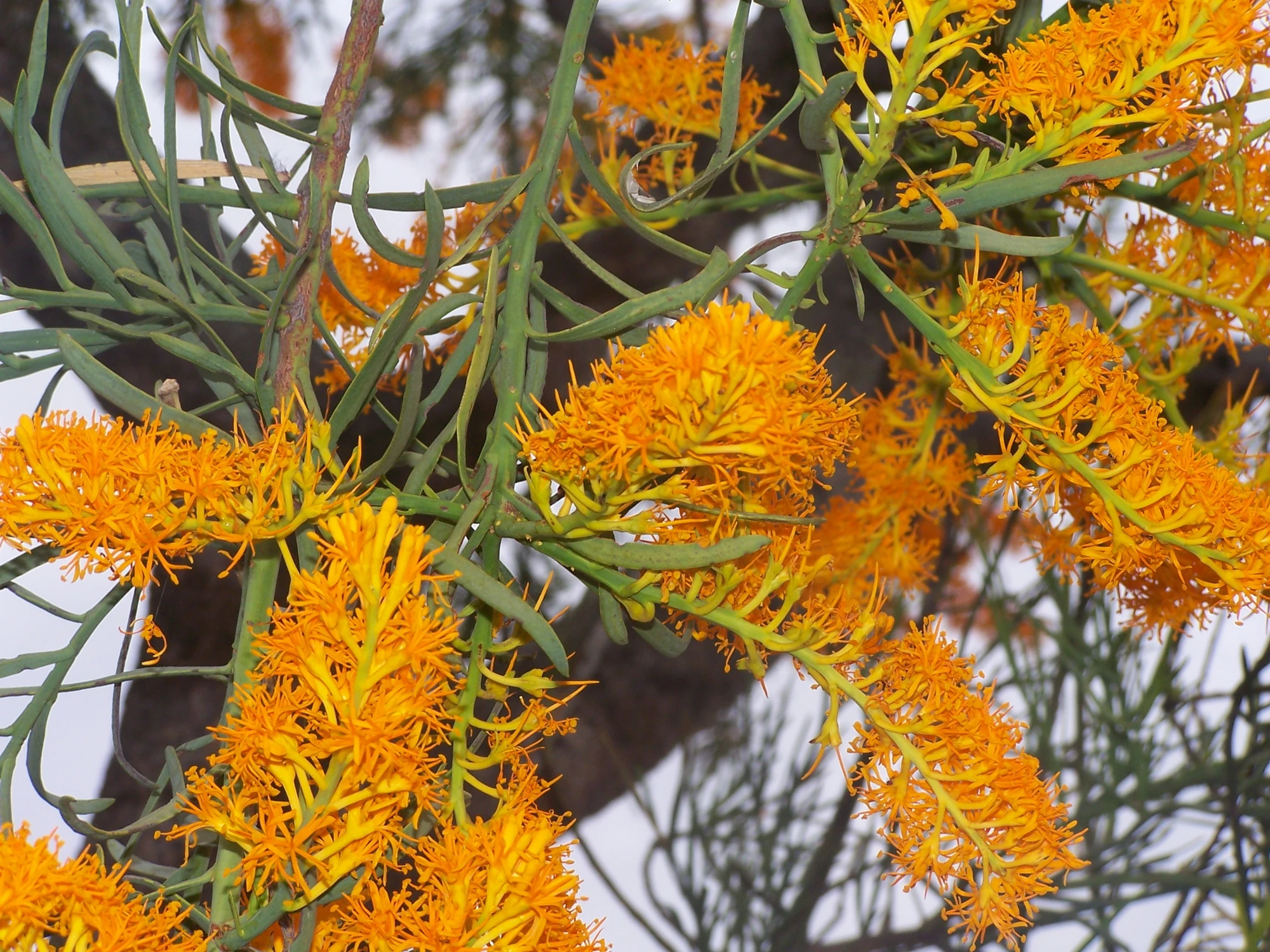 Nuytsia floribunda | Plants Wiki | Fandom