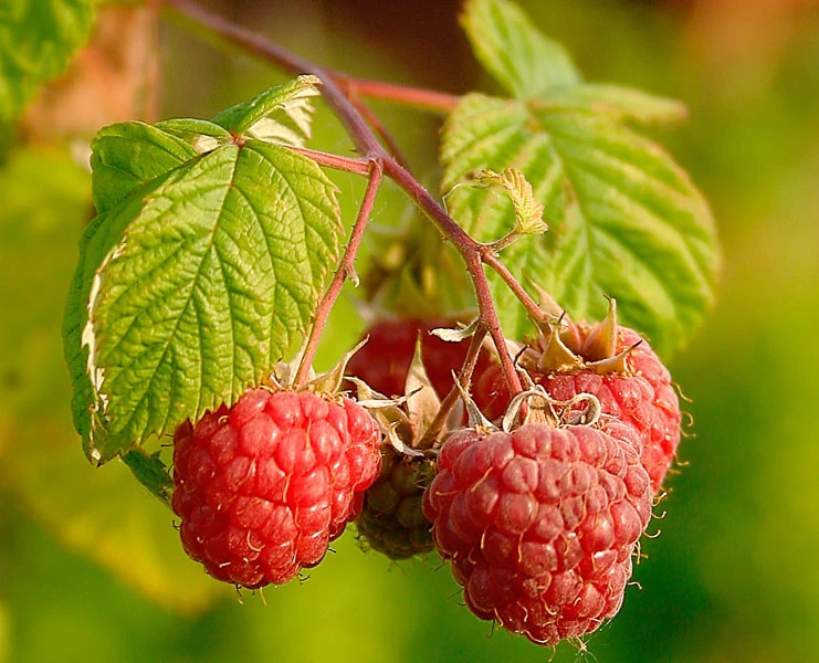 Rubus subg. Idaeobatus | Plants Wiki | FANDOM powered by Wikia