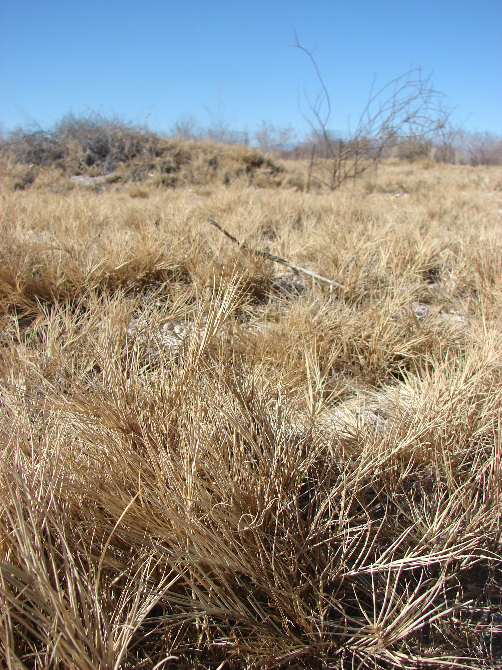 Distichlis | Plants Wiki | FANDOM powered by Wikia