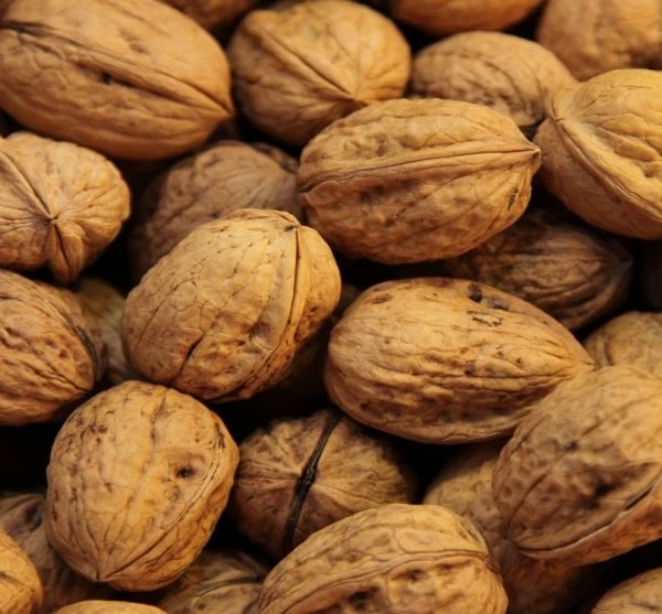 Tall-nut | Plants vs. Zombies Wiki | Fandom