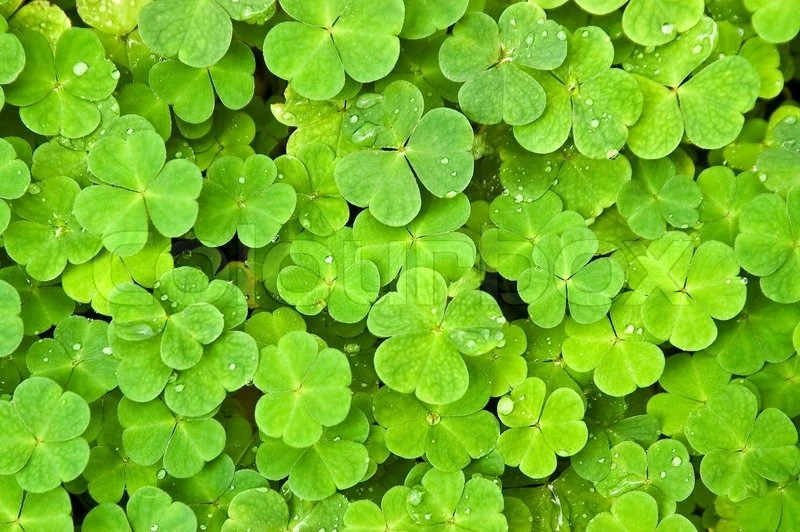 Blover | Plants vs. Zombies Wiki | Fandom