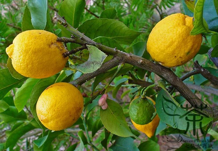 Citron | Plants vs. Zombies Wiki | FANDOM powered by Wikia