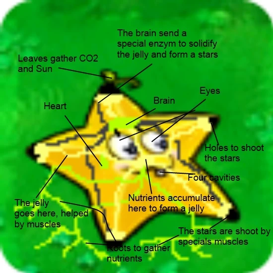 User blog:The M.E.O.W. King/Starfruit Anatomy | Plants vs. Zombies Wiki ...