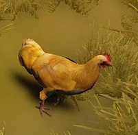 Chicken | Rust Wiki | Fandom