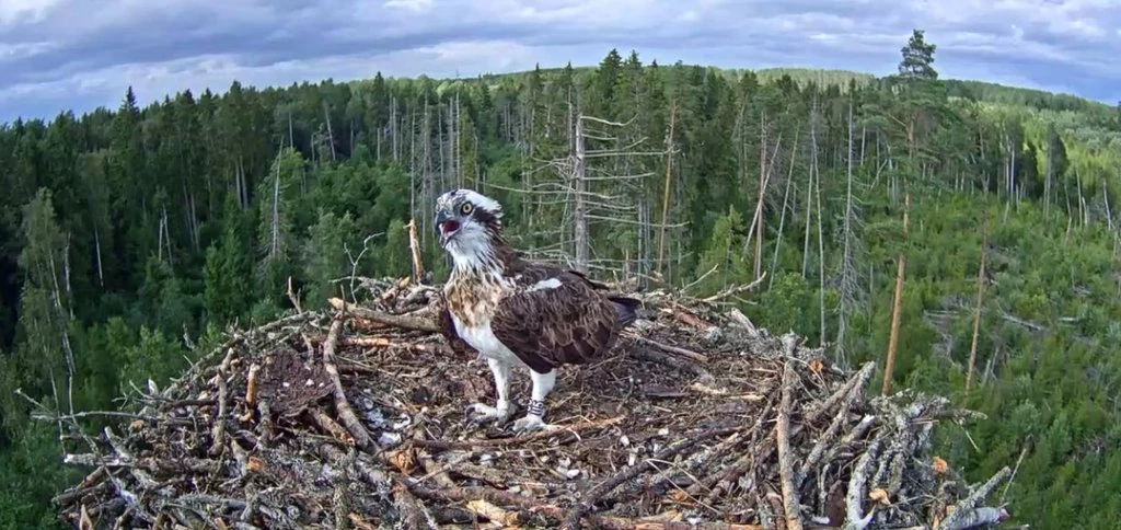 Image - Imgsrc.ru 55513579IeW.jpg | PoD ORG Channel Wiki | FANDOM ...