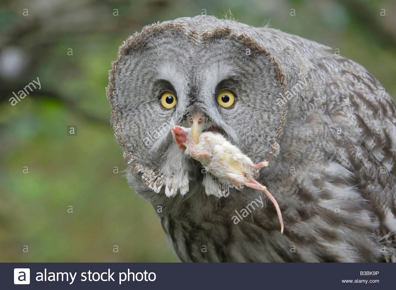 Ragweed | Poppy Books Wiki | FANDOM powered by Wikia