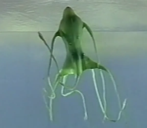 Dogora | Post Kaiju Roleplay Wiki | Fandom