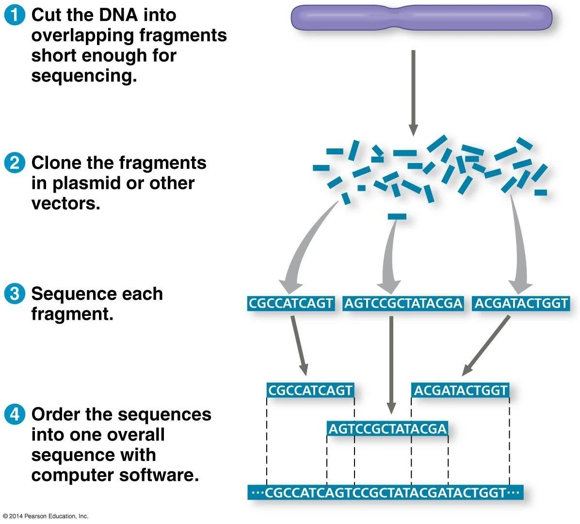 Whole-genome shotgun approach全基因組散彈定序 | Poulterknows Wikia | Fandom
