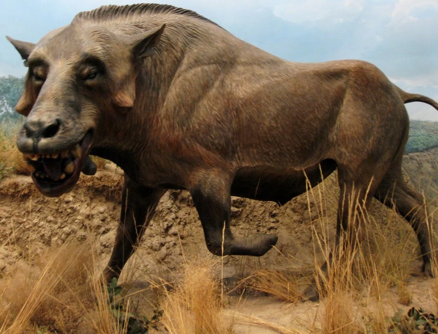 Daeodon | Prähistorische Lebewesen und Erdzeitalter Wiki | Fandom