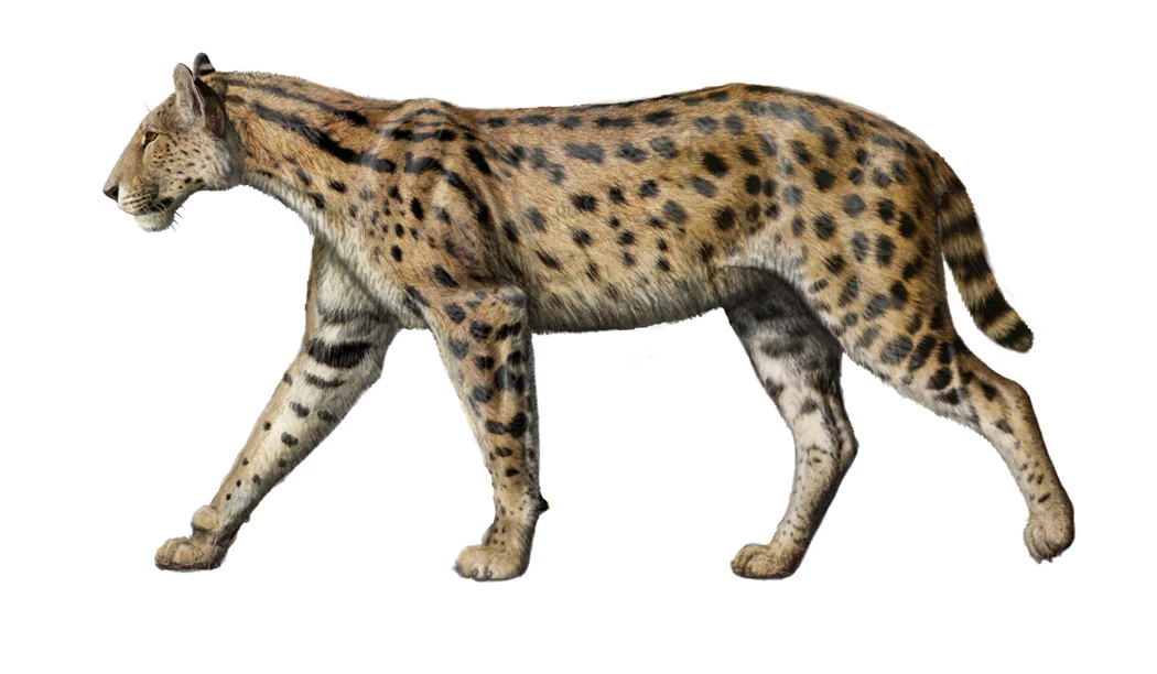 Dinofelis | Prähistorische Lebewesen und Erdzeitalter Wiki | Fandom