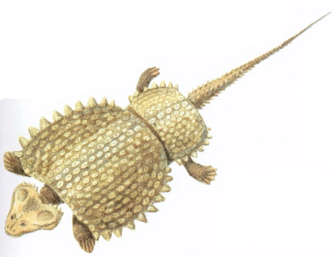 Cyamodus | Prehistoric Fauna Wiki | FANDOM powered by Wikia