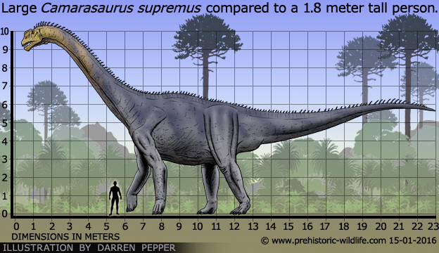 Camarasaurus | Prehistoric Life Wiki | FANDOM powered by Wikia
