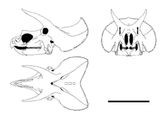 Triceratops | Prehistoric Wiki | Fandom