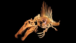 Spinosaurus | Prehistoric Wiki | Fandom