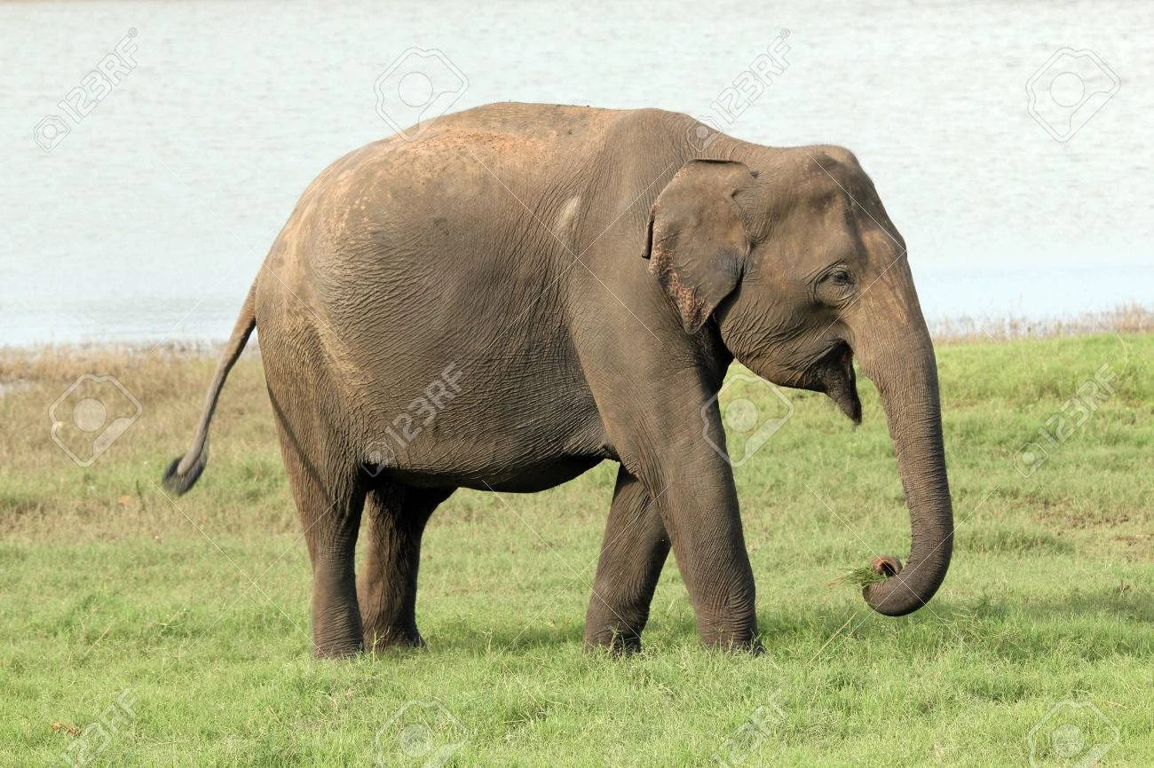 Asian elephant | Prehistoric Wiki | Fandom