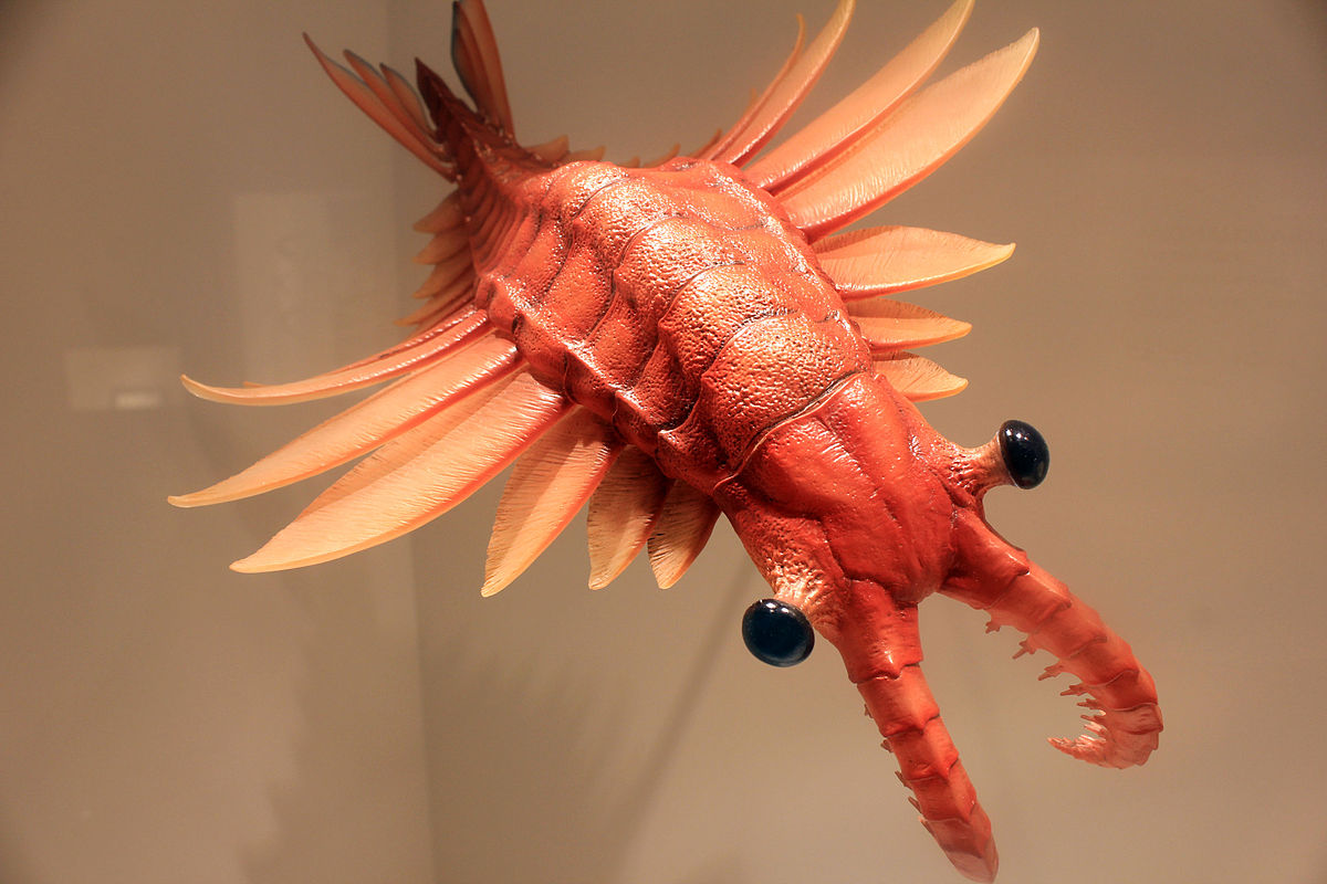 Anomalocaris Prehistoric World And Monsters Wiki Fandom Powered By