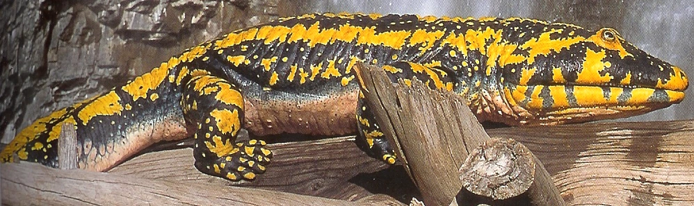 Hynerpeton | Prehistoric Wiki | FANDOM powered by Wikia