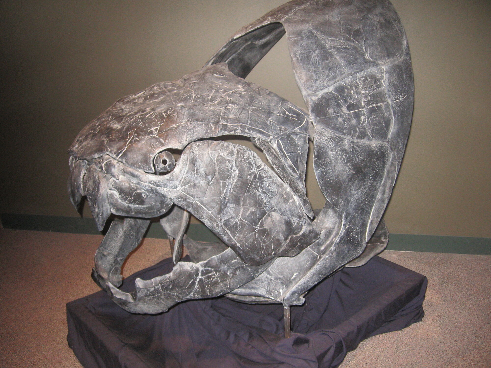 Dunkleosteus | Prehistoric Earth Wiki | FANDOM powered by Wikia Dunkleosteus | Prehistoric Earth Wiki | FANDOM powered by Wikia
