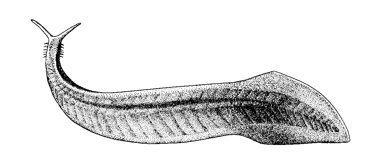 Pikaia | Prehistoric Earth Wiki | FANDOM powered by Wikia