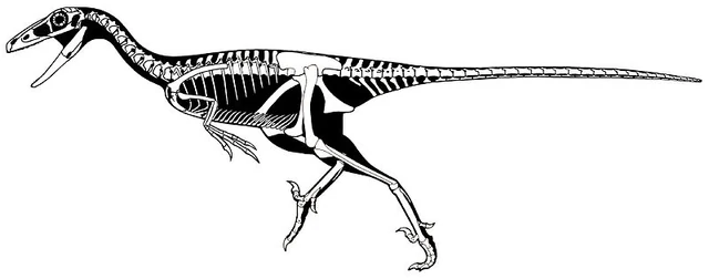 Image - 800px-Troodon skeletal.jpg | Prehistoric Monsters Wiki | FANDOM ...