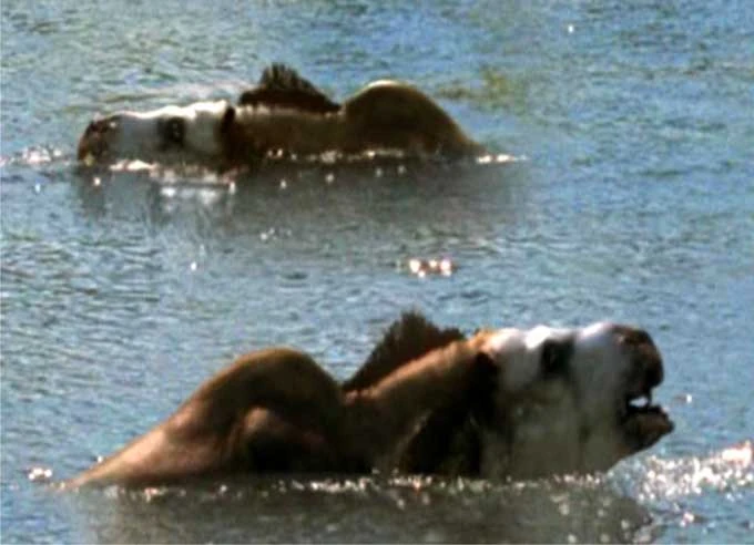 Toxodon | Prehistoric Park Wiki | FANDOM powered by Wikia