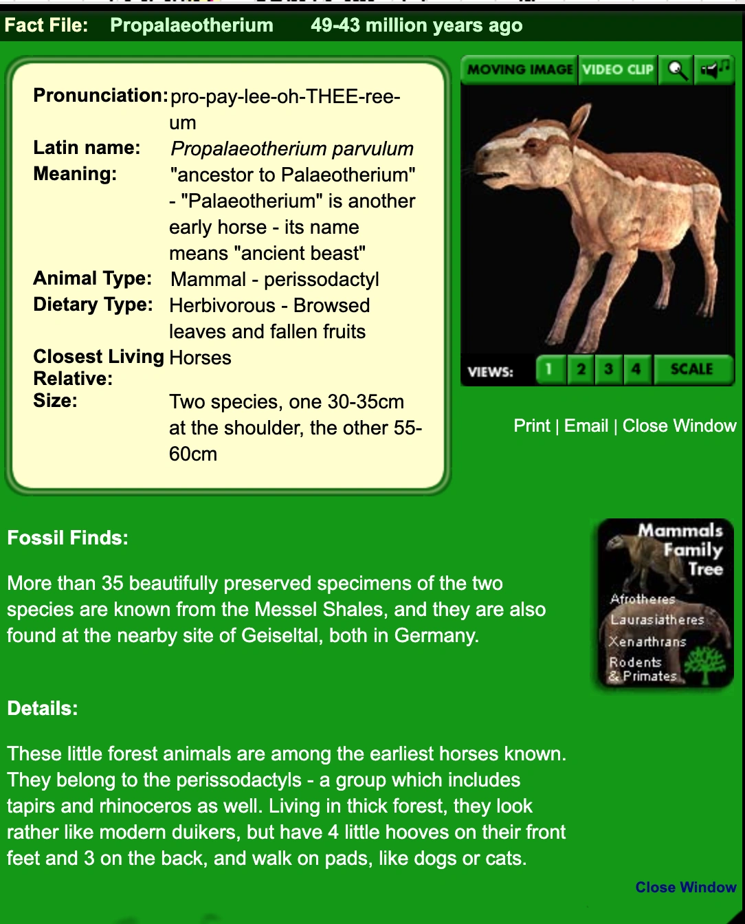 Eurohippus | Paleo Media Wiki | Fandom