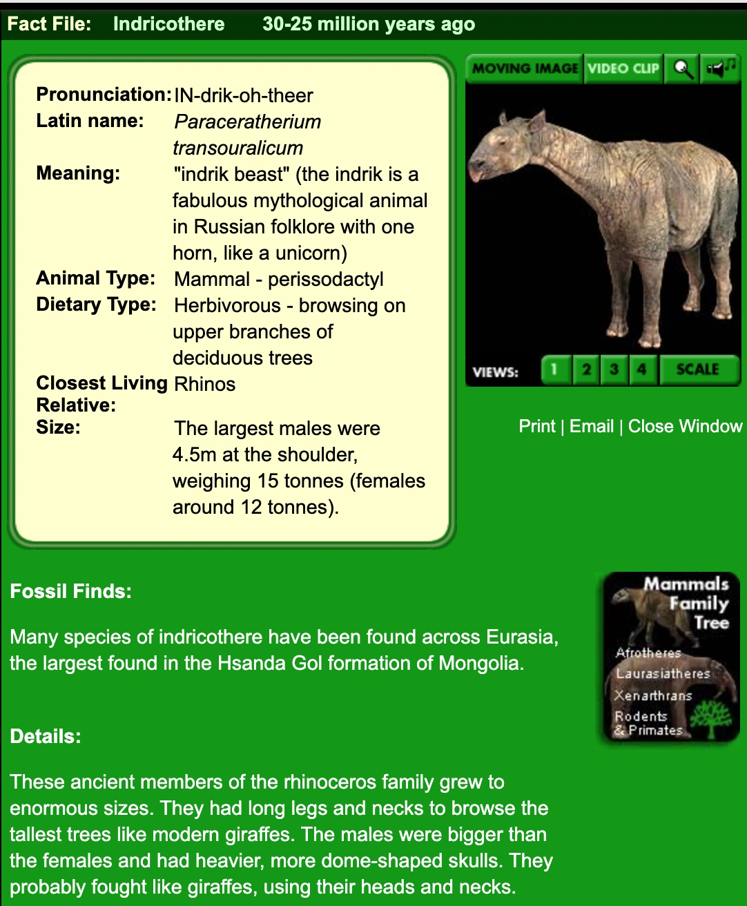 Paraceratherium | Paleo Media Wiki | Fandom