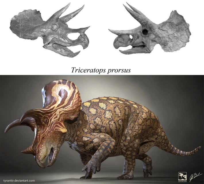 Triceratops | Paleo Media Wiki | Fandom
