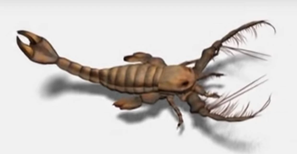 Megalograptus | Paleo Media Wiki | Fandom