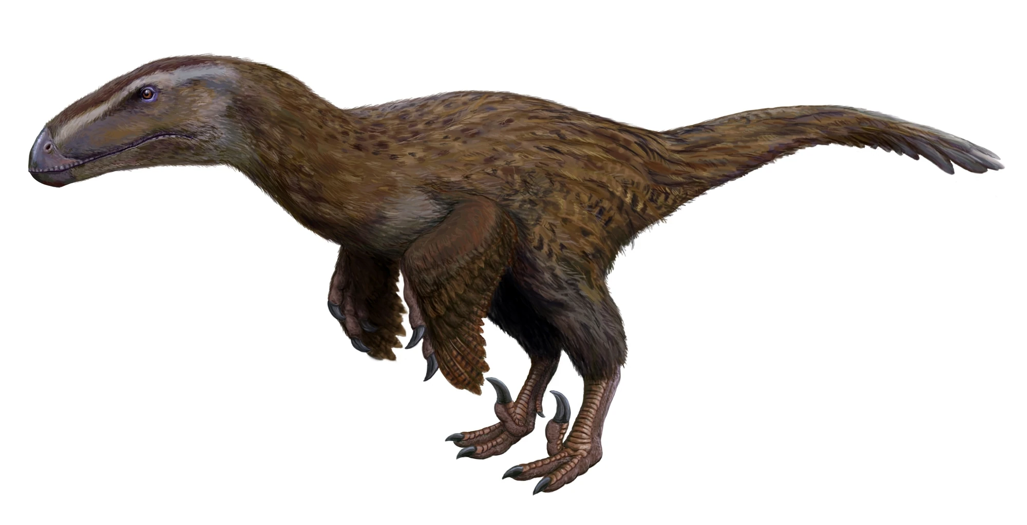 Dromaeosauroides | Paleo Media Wiki | Fandom
