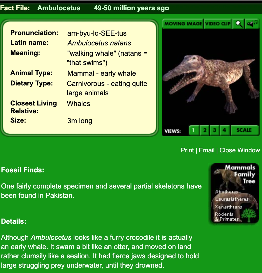 Ambulocetus | Paleo Media Wiki | Fandom