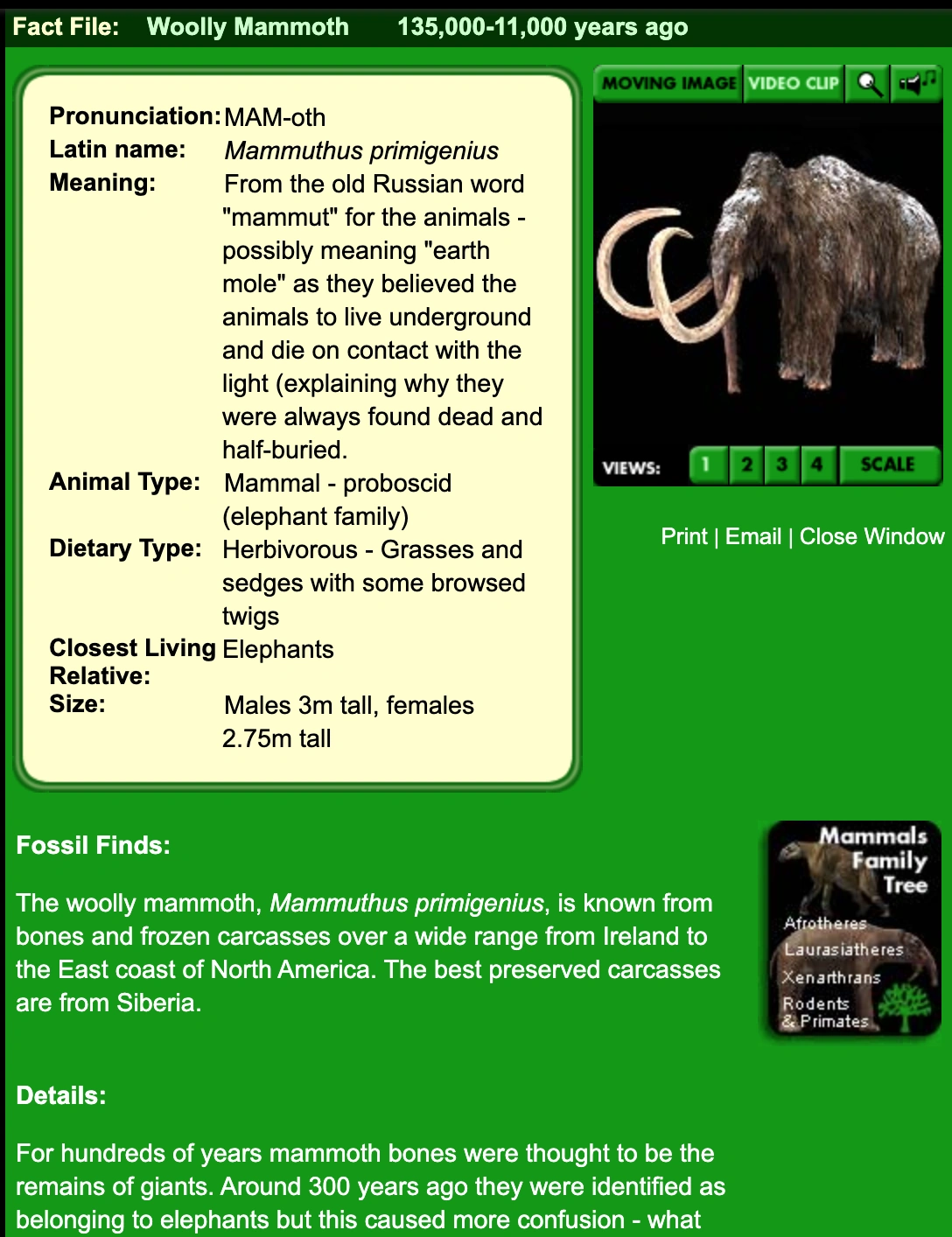 Woolly mammoth | Paleo Media Wiki | Fandom