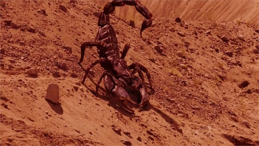 Brontoscorpio | Paleo Media Wiki | Fandom