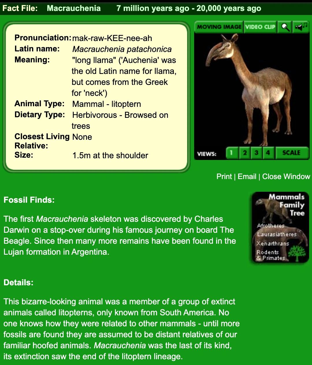 Macrauchenia | Paleo Media Wiki | Fandom