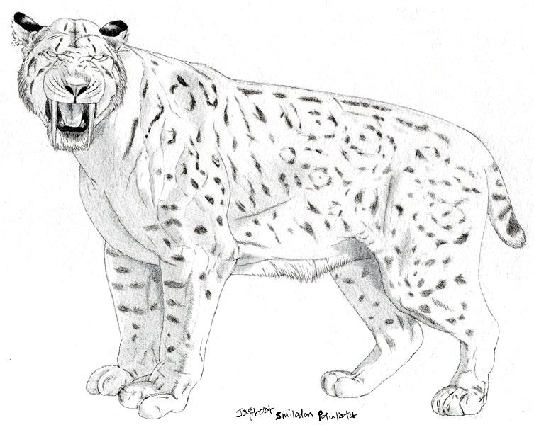 Smilodon Prehistory Wiki Fandom Powered By Wikia