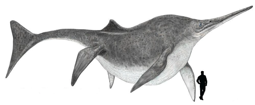 Shonisaurus | Wiki Prehistórico | FANDOM powered by Wikia