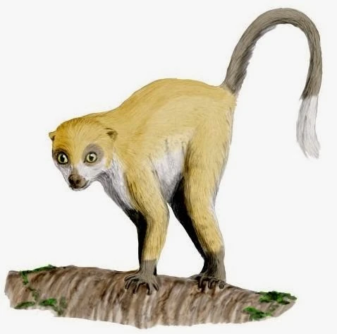 Darwinius | Wiki Prehistórico | Fandom