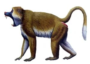 Theropithecus brumpti | Wiki Prehistórico | Fandom