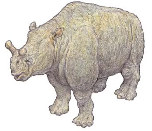 Brontops | Wiki Prehistórico | Fandom