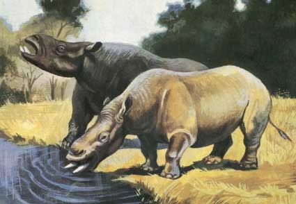 Diceratherium | Wiki Prehistórico | FANDOM powered by Wikia