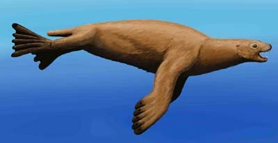 Allodesmus | Wiki Prehistórico | Fandom