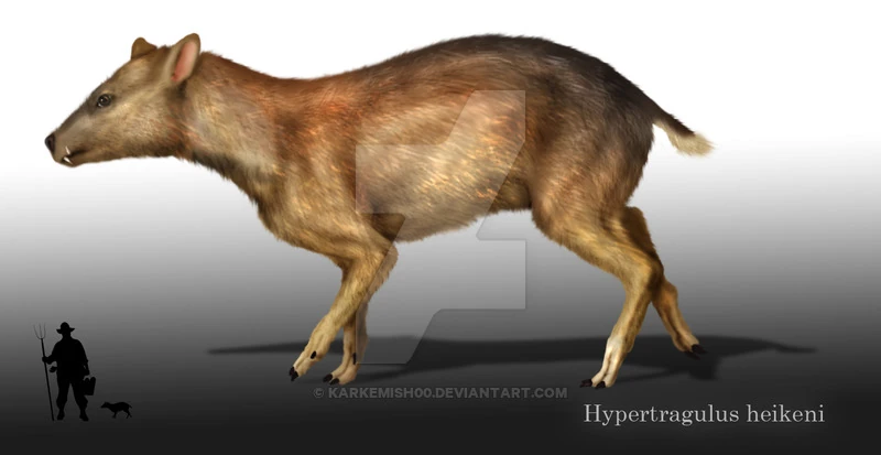 Hypertragulus | Wiki Prehistórico | FANDOM powered by Wikia