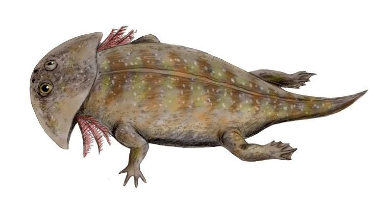 Gerrothorax | Wiki Prehistórico | FANDOM powered by Wikia