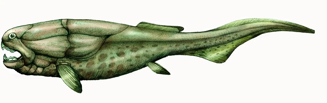 Dunkleosteus | Wiki Prehistórico | FANDOM powered by Wikia