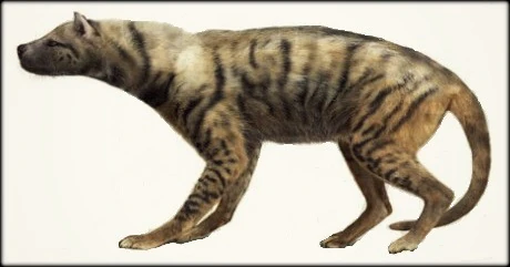 Ictitherium | Wiki Prehistórico | FANDOM powered by Wikia