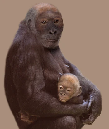 Pierolapithecus catalaunicus | Wiki Prehistórico | Fandom