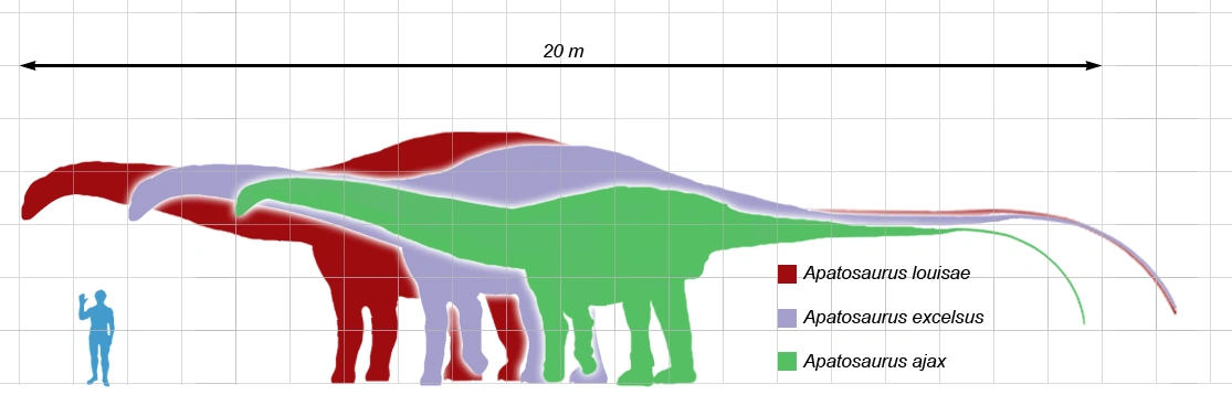 Imagen - Apatosaurus scale mmartyniuk wiki.png | Wiki Prehistórico ...