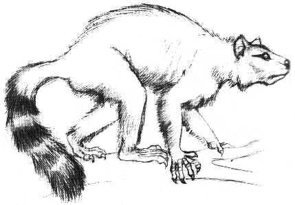 Altiatlasius | Wiki Prehistórico | FANDOM powered by Wikia