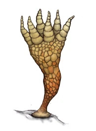 Echmatocrinus | Wiki Prehistórico | Fandom